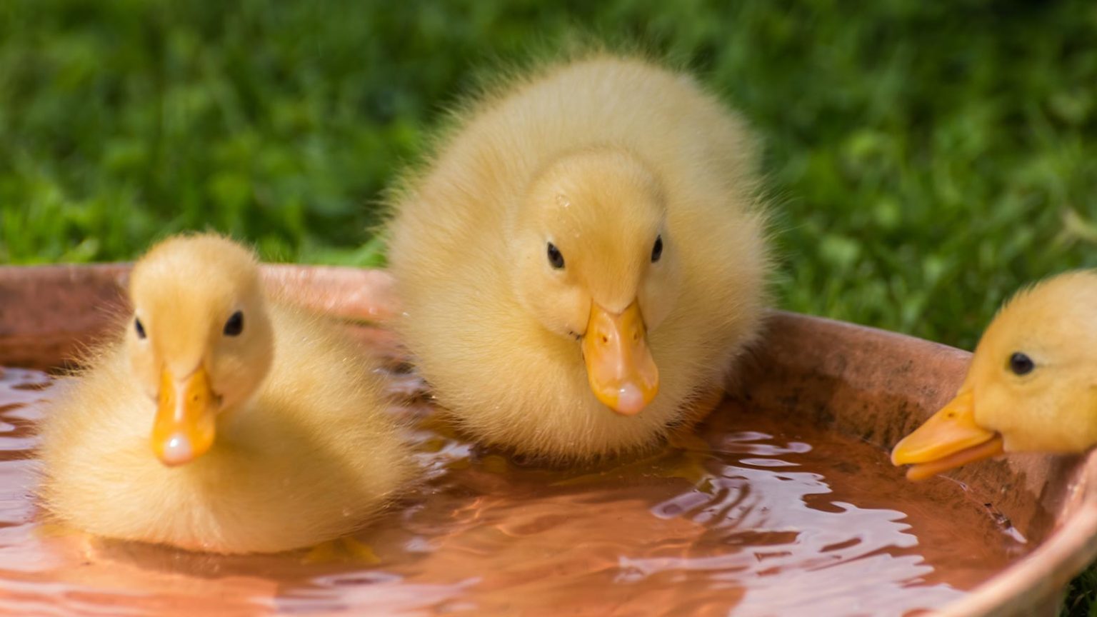 Comment accueillir des canetons ? - Terre & Village | Blog