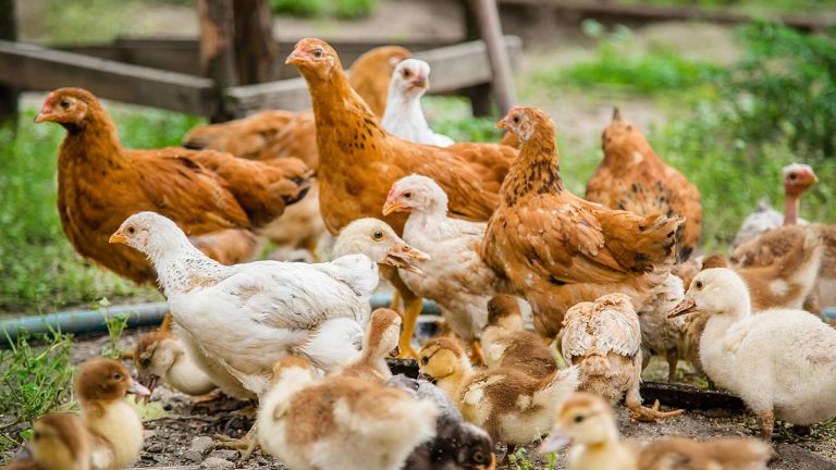 Comment accueillir des canetons ? - Terre & Village | Blog
