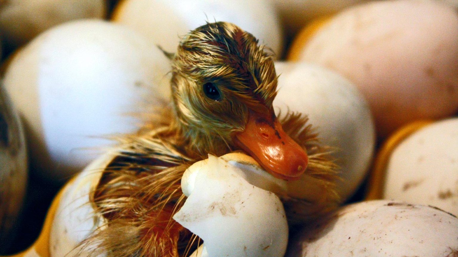 Comment accueillir des canetons ? - Terre & Village | Blog