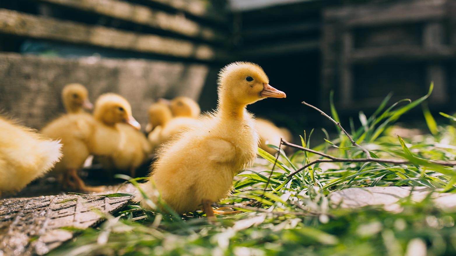 Comment accueillir des canetons ? - Terre & Village | Blog