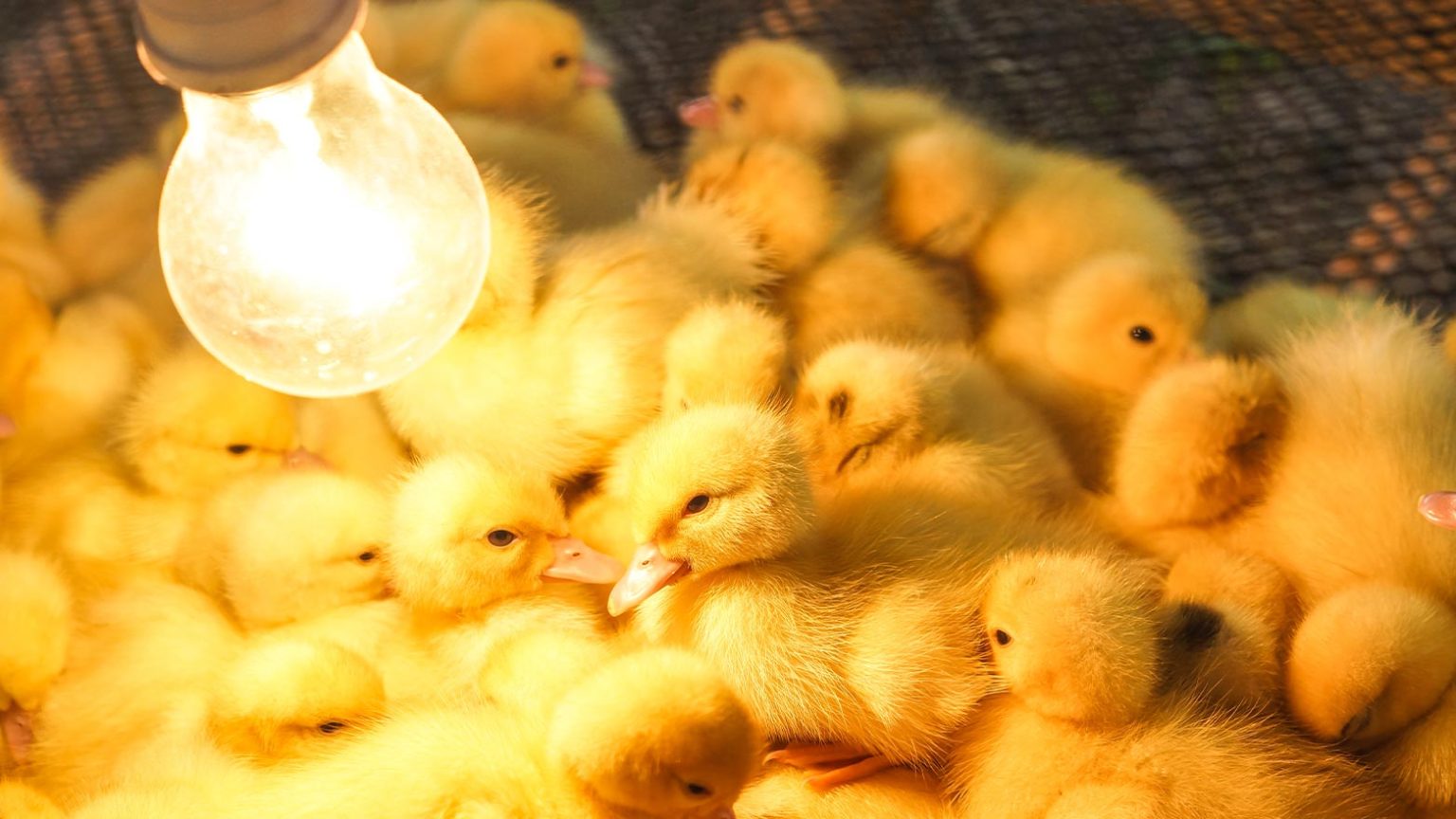 Comment accueillir des canetons ? - Terre & Village | Blog