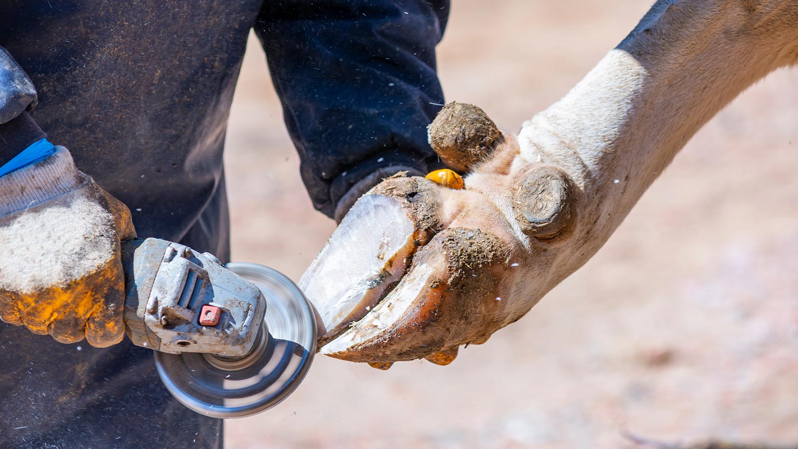 La santé sous les sabots : Comprendre le parage des bovins - Terre ...