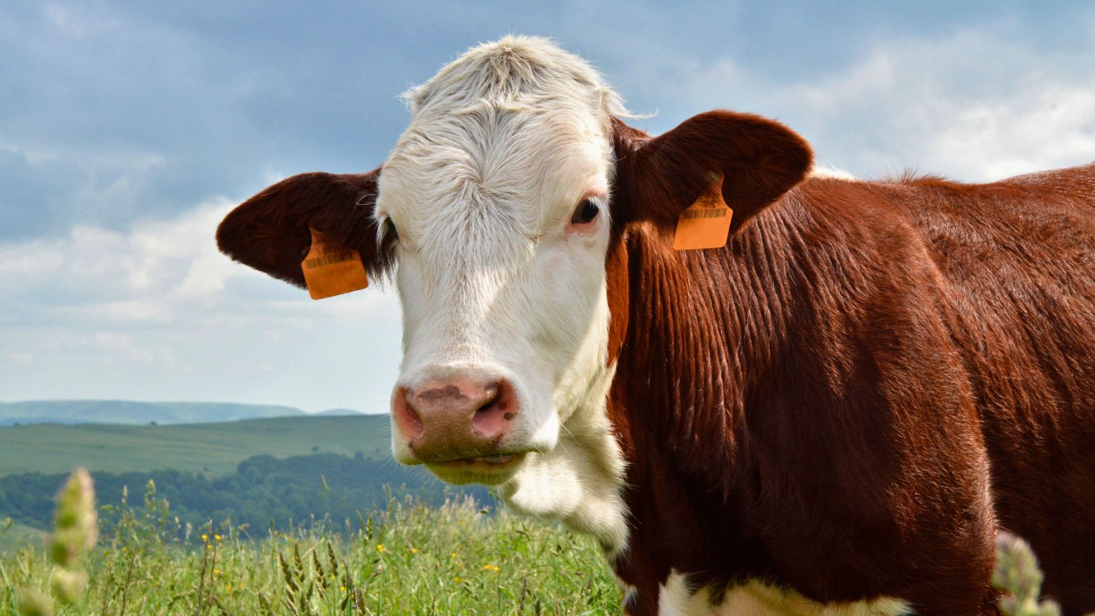 Top 10 des races de vaches en France - Terre & Village | Blog