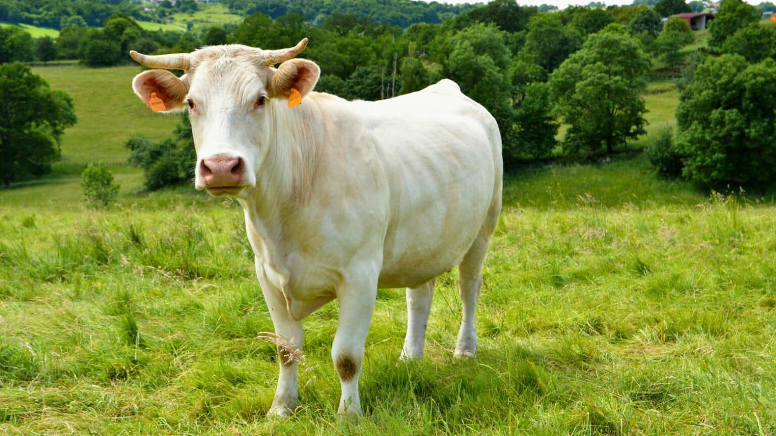 Top 10 des races de vaches en France - Terre & Village | Blog