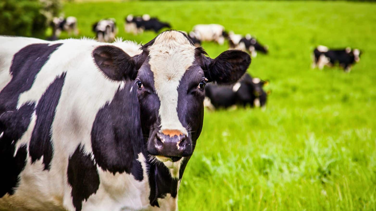 Top 10 des races de vaches en France - Terre & Village | Blog