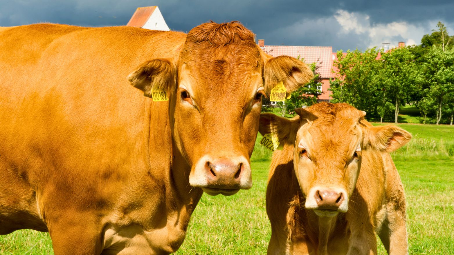 Top 10 des races de vaches en France - Terre & Village | Blog