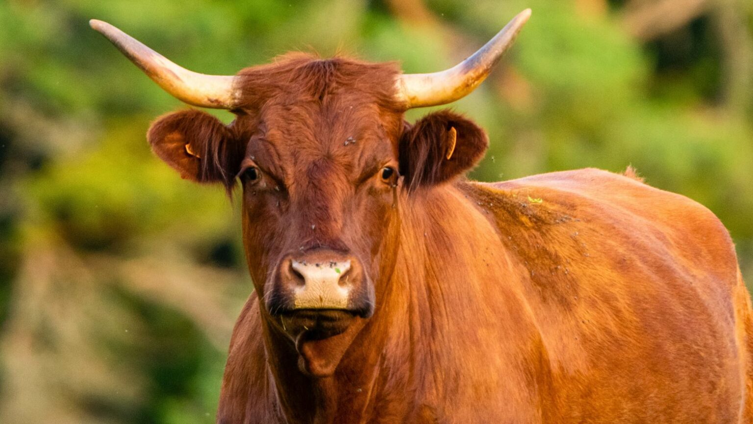 Top 10 des races de vaches en France - Terre & Village | Blog