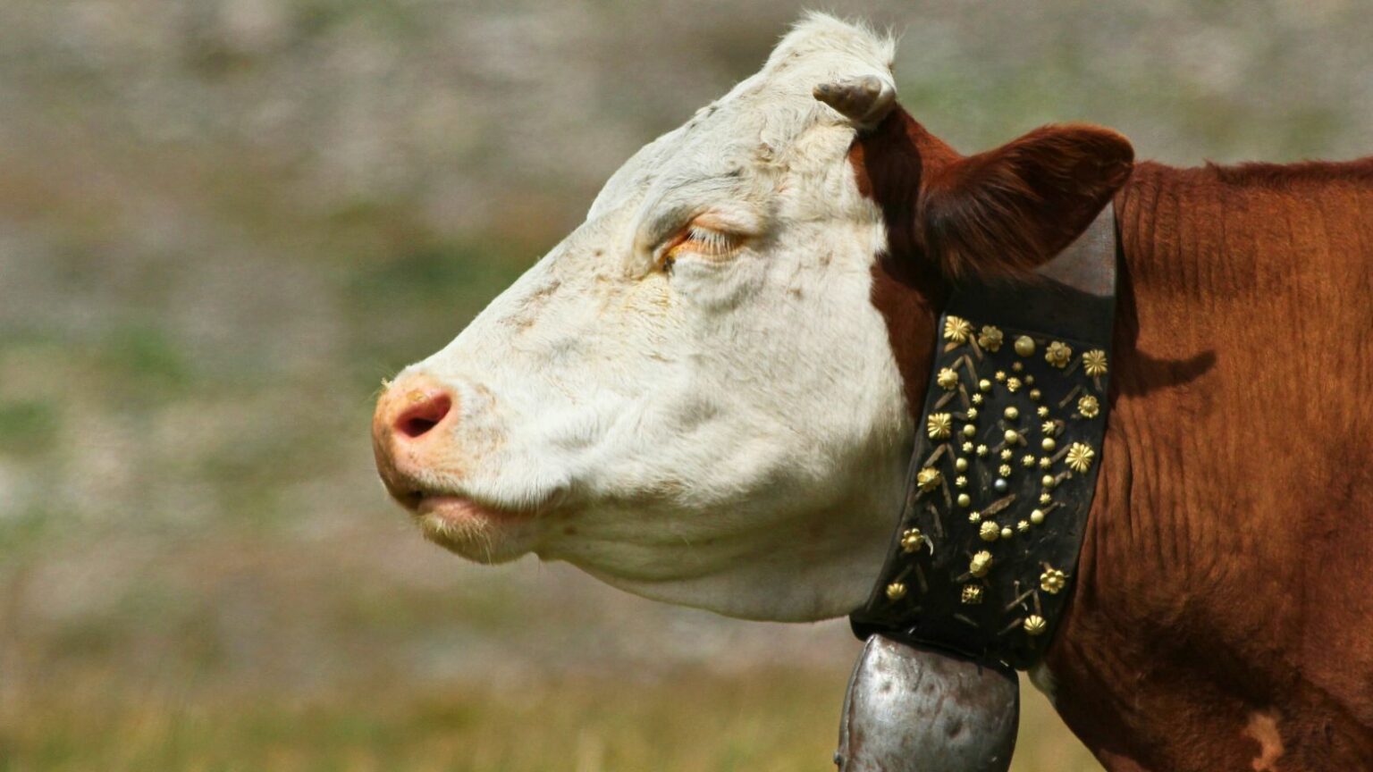 Top 10 des races de vaches en France - Terre & Village | Blog